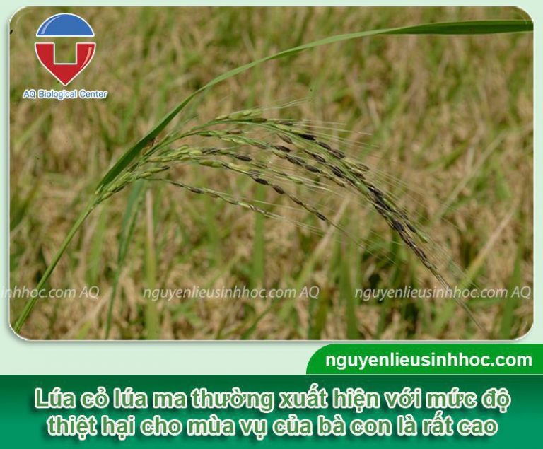 Thuốc diệt lúa lộn Ô Hai Tầng quản lý lúa lộn, lúa ma, rơm