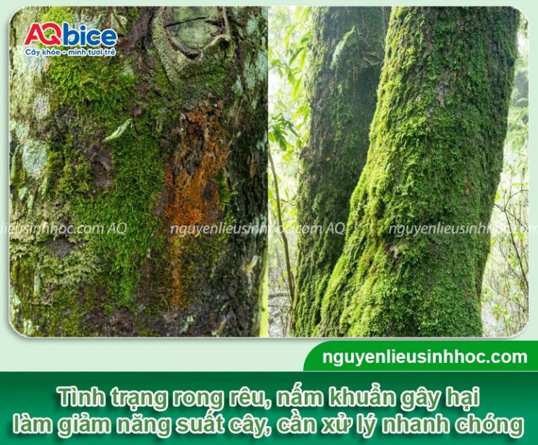 Thuốc tẩy rong rêu trên thân cây Nano Cu gold sát khuẩn, trừ nấm