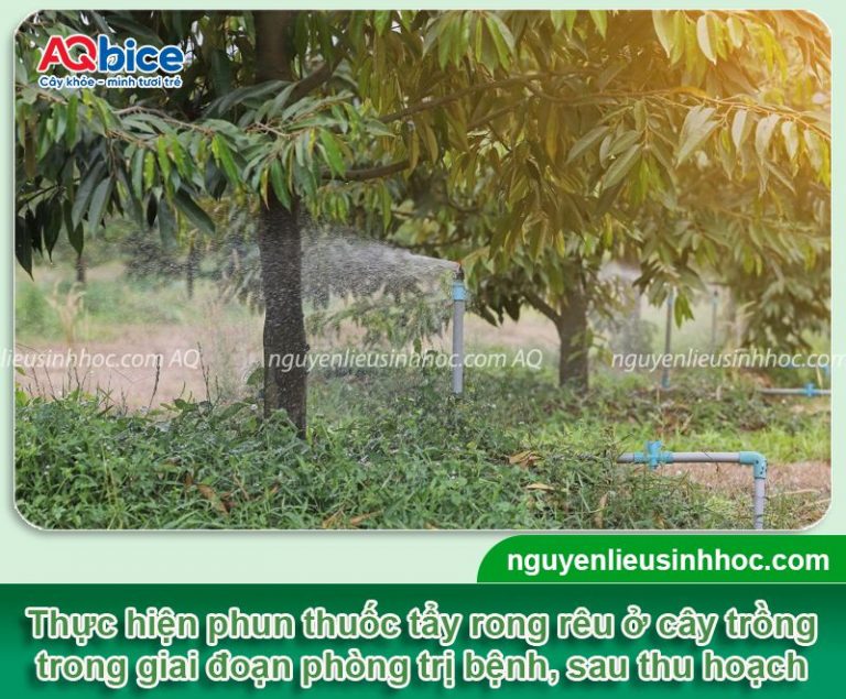 Thuốc tẩy rong rêu trên thân cây Nano Cu gold sát khuẩn, trừ nấm