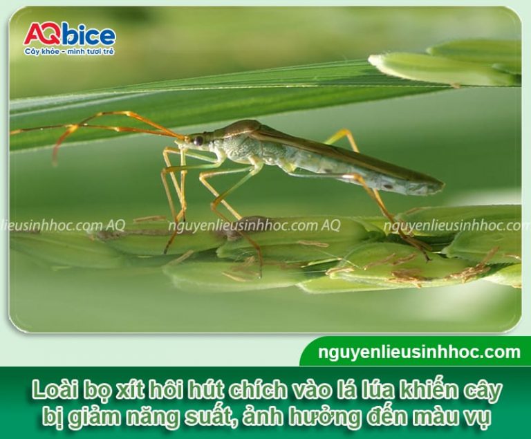 Bọ xít hôi hại lúa: Dấu hiệu ban đầu và Cách xử lý dứt điểm