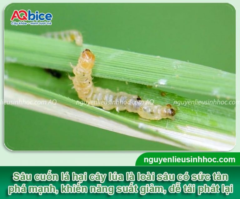 Sâu cuốn lá hại lúa và Biện pháp phòng trừ dứt điểm