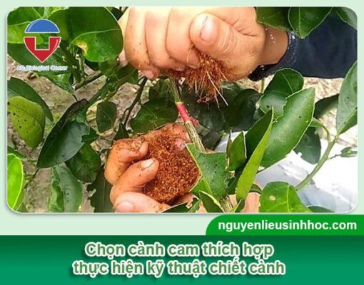 Cách chiết cành cam đúng kỹ thuật, ra rễ cực nhanh