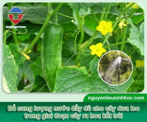 Cách trồng dưa leo trong chậu đơn giản, hiệu quả tại nhà