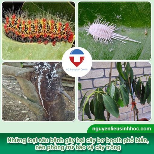 Kỹ thuật trồng bơ booth hiệu quả cho năng suất cao 2023