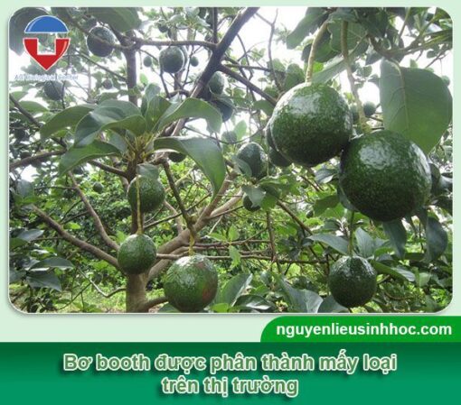 Kỹ thuật trồng bơ booth hiệu quả cho năng suất cao 2023