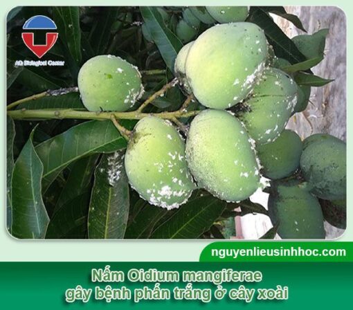 Một số bệnh trên cây xoài thường gặp và cách phòng trừ