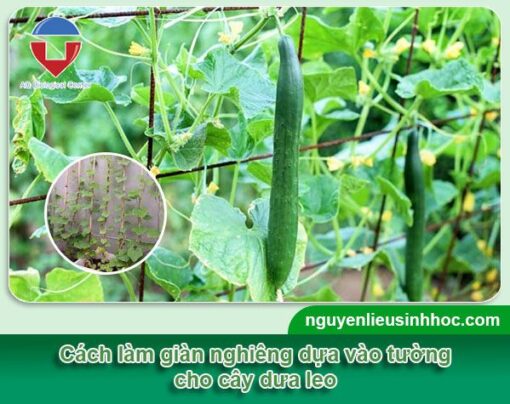Hướng dẫn cách làm giàn dưa leo chi tiết, dễ thực hiện