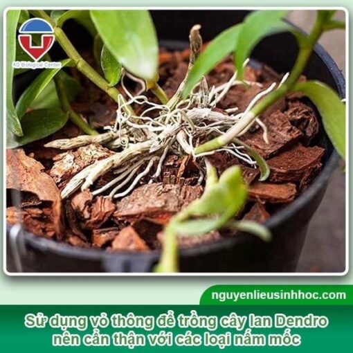 Cách trồng lan dendro mới mua về đúng kỹ thuật, nhanh ra hoa