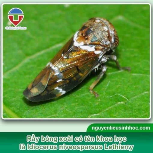 Thuốc trị rầy bông xoài hiệu quả, an toàn, giá tốt 2023