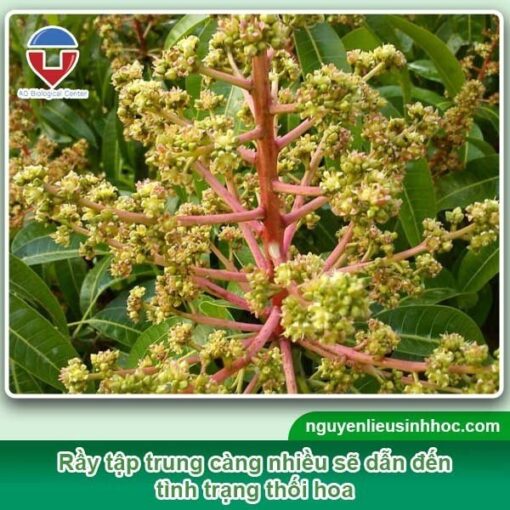 Thuốc trị rầy bông xoài hiệu quả, an toàn, giá tốt 2023