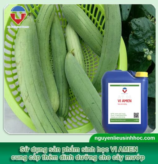 Cách ươm hạt mướp tại nhà nảy mầm 100%, lớn nhanh, sai quả