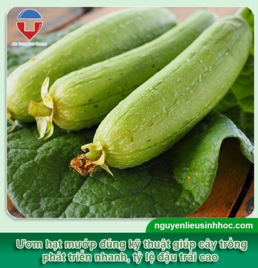 Cách ươm hạt mướp tại nhà nảy mầm 100%, lớn nhanh, sai quả