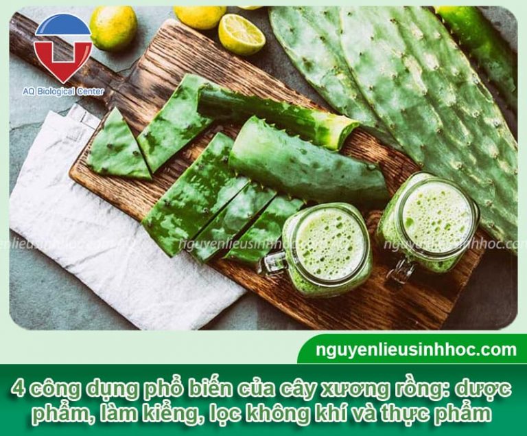 Cách trồng xương rồng đơn giản cho người mới, ra hoa đẹp