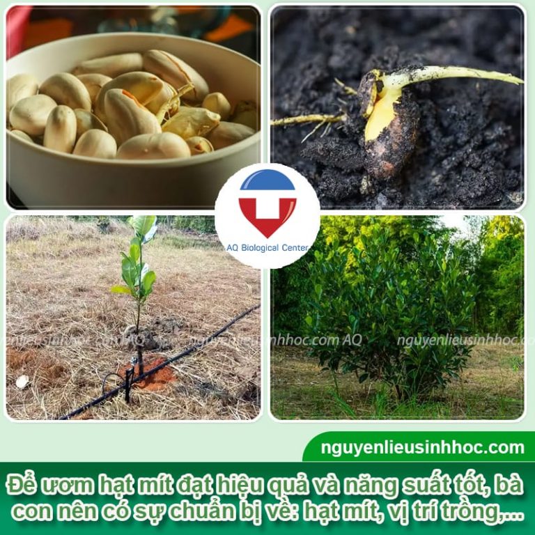 Hướng dẫn cách ươm cây mít nảy mầm, mau lớn, trái trĩu cành