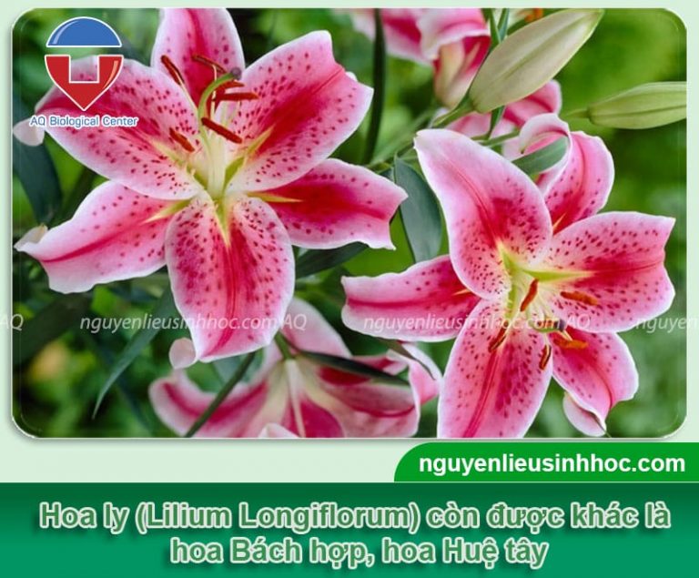 Hướng dẫn cách trồng hoa ly trong chậu nở rực rỡ, lâu tàn