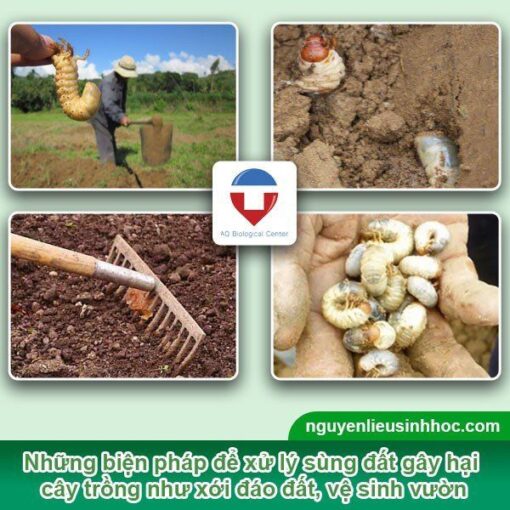 Thuốc trị sùng đất hại cây trồng Mebe Pa hiệu quả tức thì