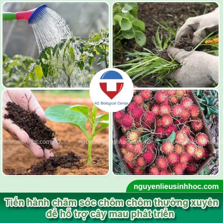 Cách trồng chôm chôm và chăm sóc cây mau lớn, trái trĩu cành