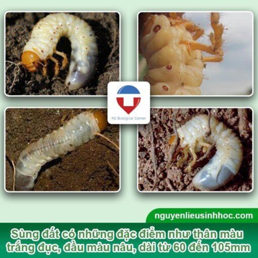 Thuốc trị sùng đất hại cây trồng Mebe Pa hiệu quả tức thì