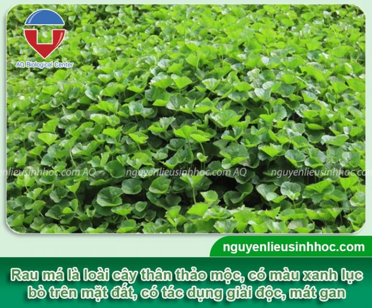 Cách trồng rau má bằng hạt tại nhà lớn nhanh, mau thu hoạch