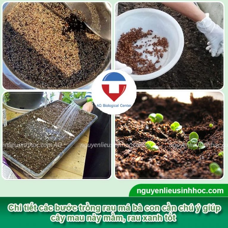 Cách trồng rau má bằng hạt tại nhà lớn nhanh, mau thu hoạch