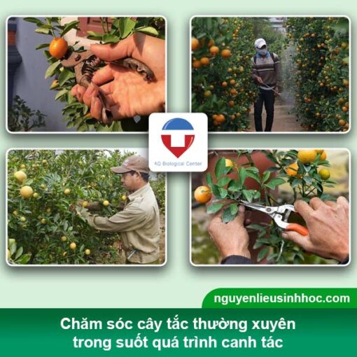 Cây tắc bị vàng lá: Nguyên nhân do đâu và cách khắc phục