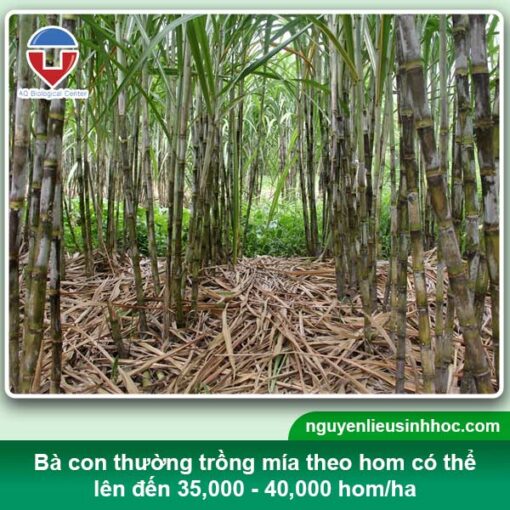 Cách trồng mía ép nước cho năng suất cao, nhiều nước, ngọt