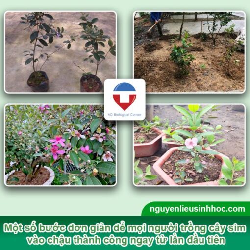 Hướng dẫn cách trồng cây sim rừng, ý nghĩa và công dụng