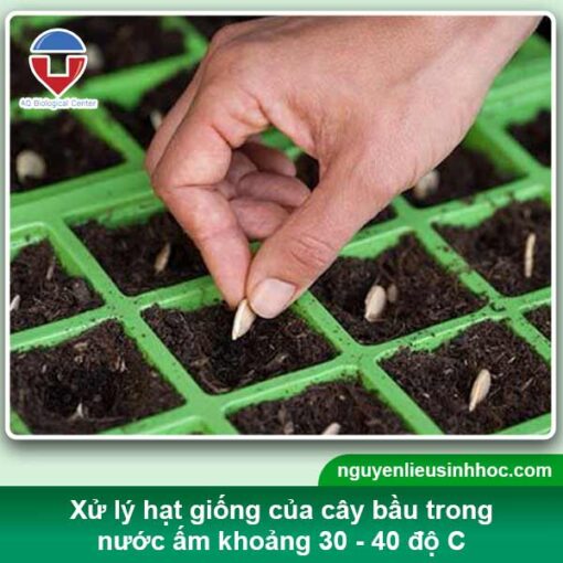 Hướng dẫn cách trồng cây bầu và chăm sóc nhanh lớn, sai quả