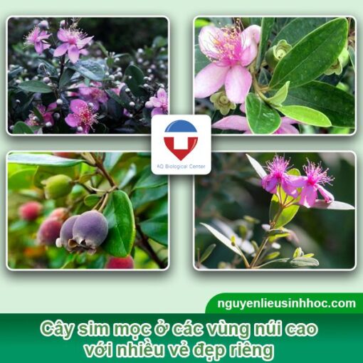 Hướng dẫn cách trồng cây sim rừng, ý nghĩa và công dụng