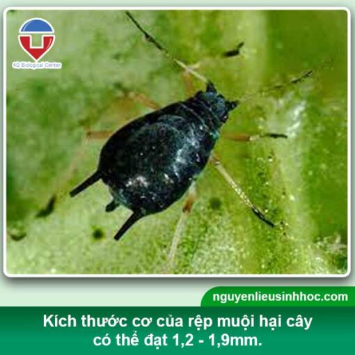 Cách phòng trừ rệp muội đen hại cà phê hiệu quả, an toàn