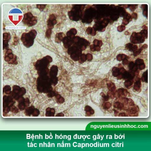 Cách phòng trừ bệnh bồ hóng trên cam quýt hiệu quả, an toàn