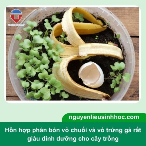Cách làm phân bón từ vỏ chuối cho cây trồng đơn giản tại nhà