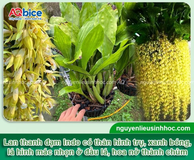 Cách trồng lan thanh đạm Indo đúng chuẩn, hoa nở rực rỡ