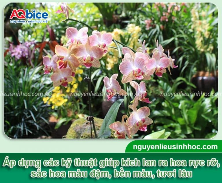 Hướng dẫn cách kích thích lan ra hoa rực rỡ, lâu tàn