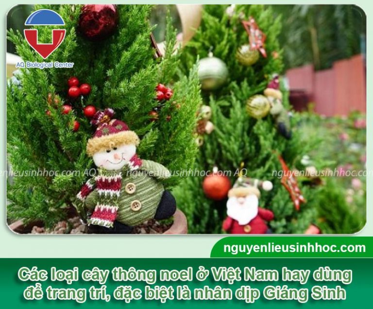 Nhận biết các loại cây thông noel: Đặc điểm và ý nghĩa