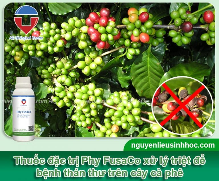Nguyên nhân và cách phòng trừ bệnh thán thư trên cây cà phê