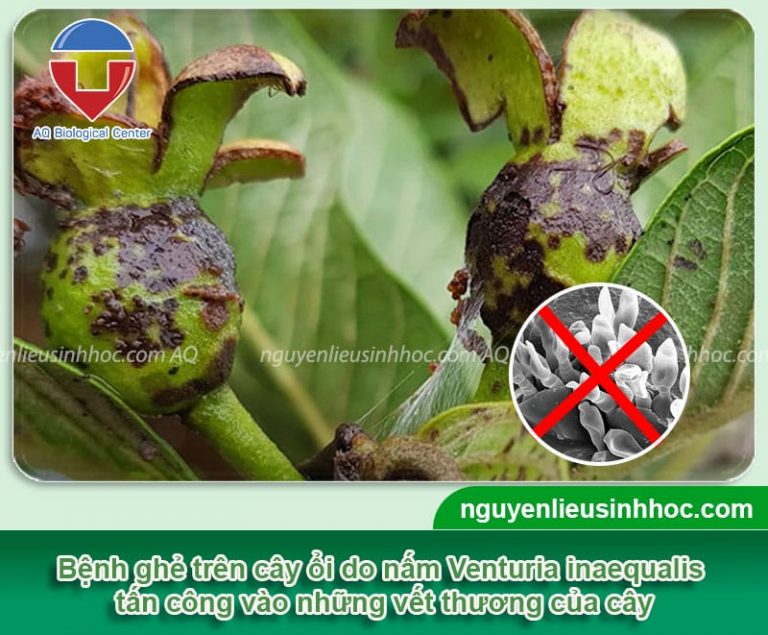 Bệnh ghẻ trên cây ổi: Nguyên nhân do đâu và cách phòng trừ