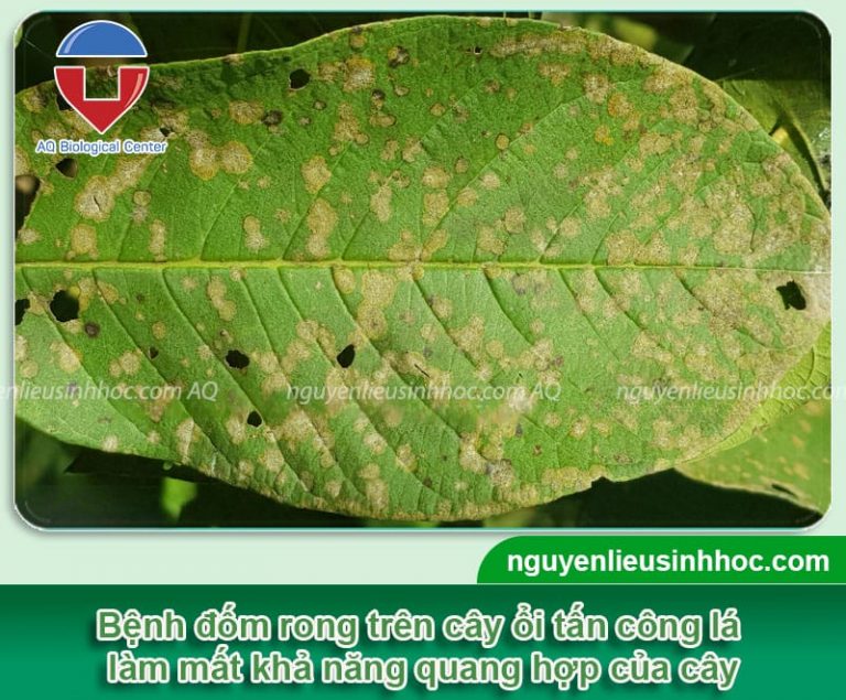 Bệnh đốm rong trên cây ổi: Nguyên nhân & Phòng trị dứt điểm