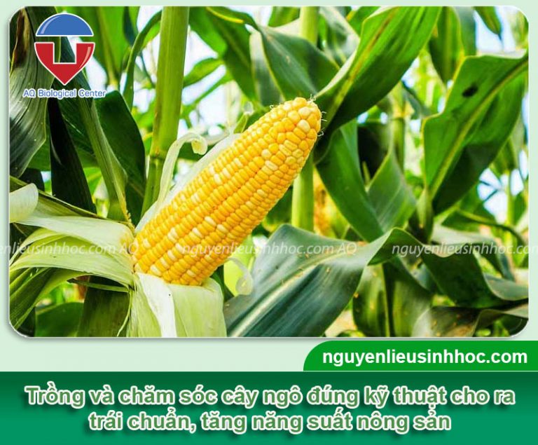 Kỹ thuật trồng và chăm sóc cây ngô năng suất cao, trái chuẩn
