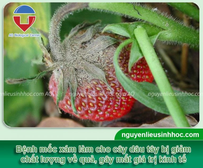 Bệnh mốc xám ở dâu tây nguyên nhân do đâu & Cách phòng trị