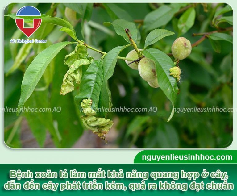 Cây đào bị xoăn lá nguyên nhân do đâu & Cách khắc phục