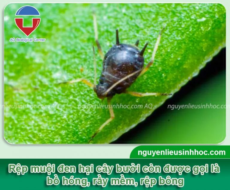 Cách phòng trị rệp muội đen hại cây bưởi hiệu quả và an toàn