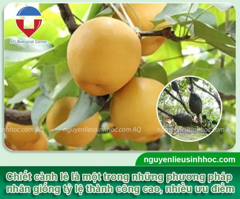 Hướng dẫn chiết cành lê đúng kỹ thuật, nhanh ra rễ