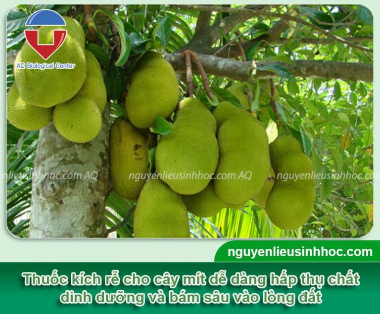 Thuốc kích rễ cho cây mít Vi HAF ra rễ mạnh, đi đọt nhanh