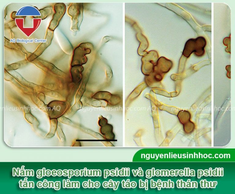 Cách phòng trị bệnh thán thư cây táo và Nguyên nhân do đâu