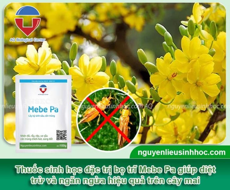 Thuốc đặc trị bọ trĩ cho mai vàng Mebe Pa triệt để, an toàn