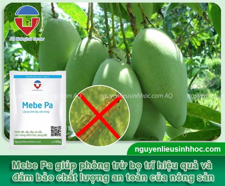 Thuốc đặc trị bọ trĩ trên bông xoài triệt để - Mebe Pa