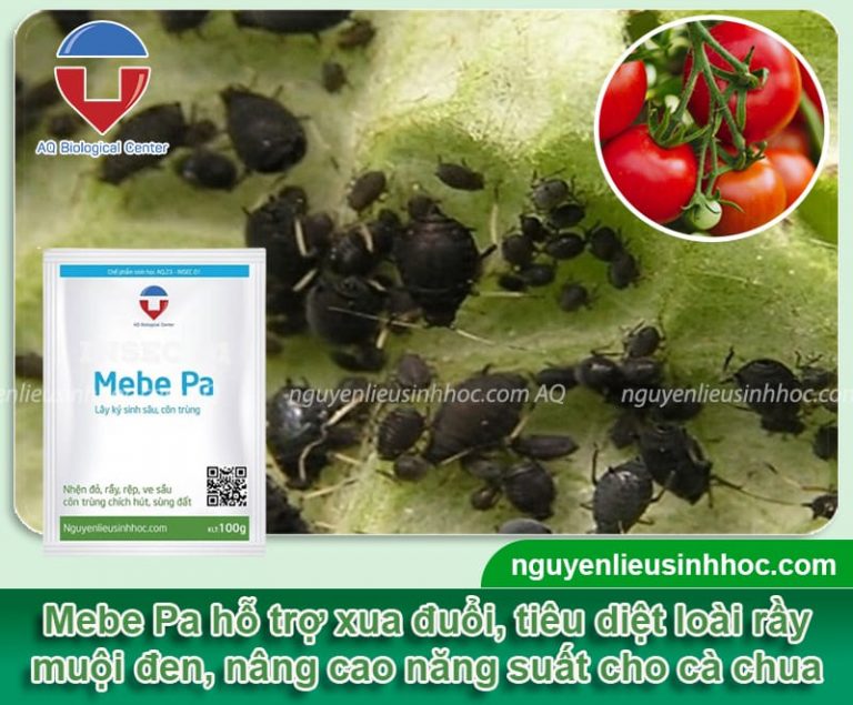 Phòng trừ rầy muội đen hại cà chua hiệu quả và an toàn