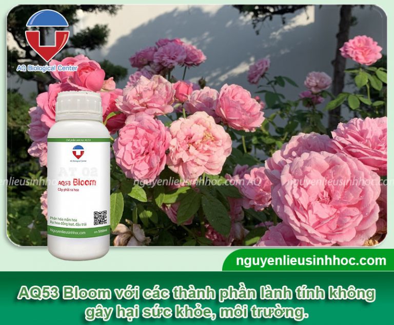 Thuốc kích ra hoa hồng AQ53 Bloom cho hoa nở rộ, rực rỡ