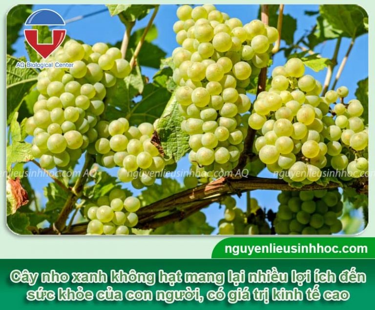 Cách trồng nho xanh không hạt mau lớn, trái ra trĩu cành